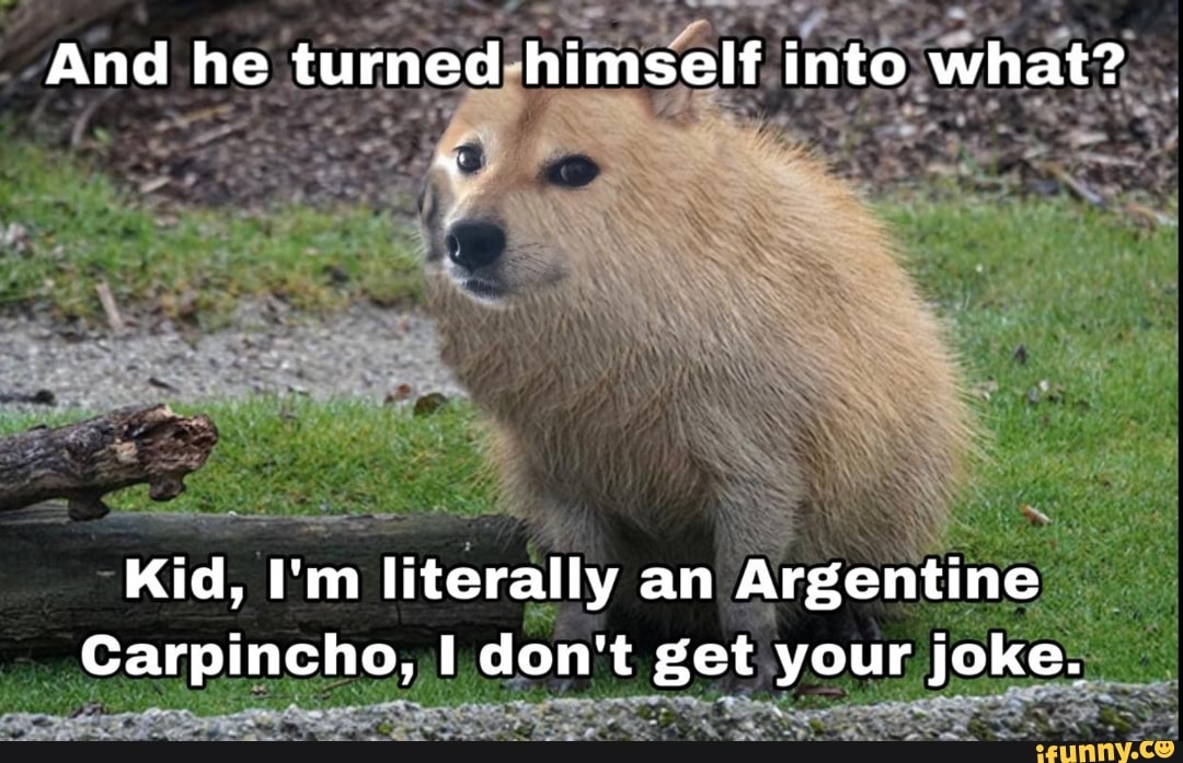 Carpincho memes. Best Collection of funny Carpincho pictures on iFunny