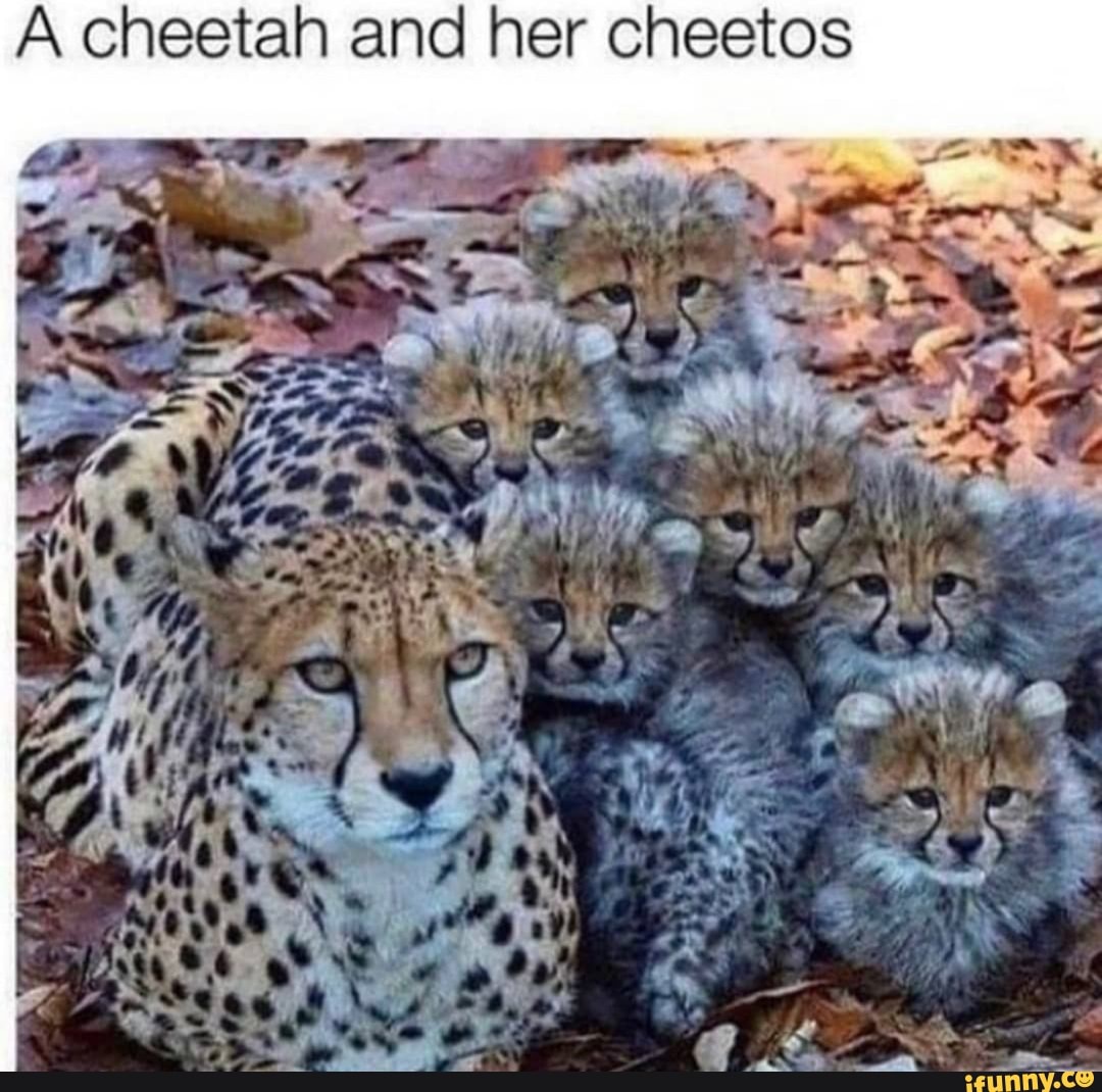 Cheetah memes. Best Collection of funny Cheetah pictures on iFunny