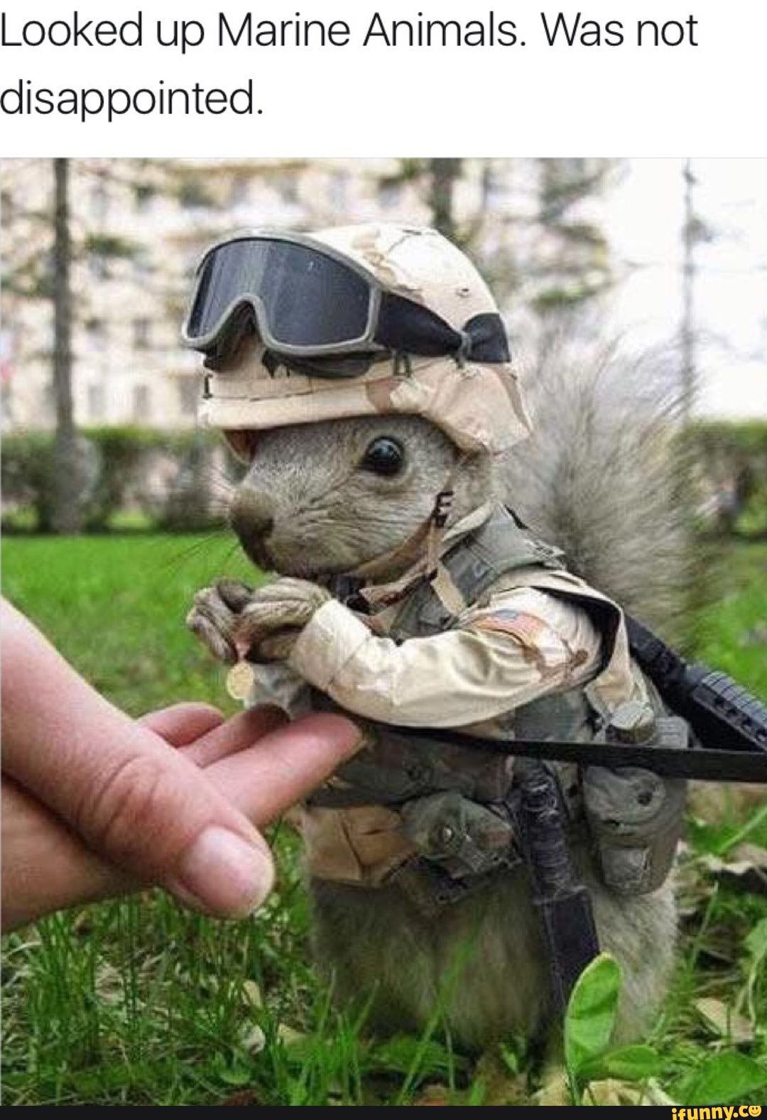 Disappointed Animals