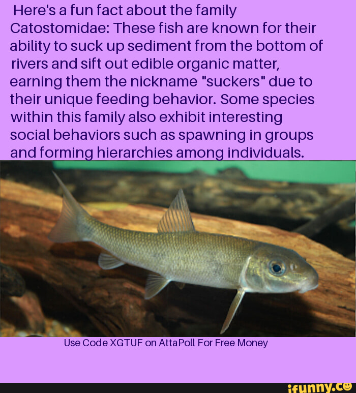 Sediment memes. Best Collection of funny Sediment pictures on iFunny