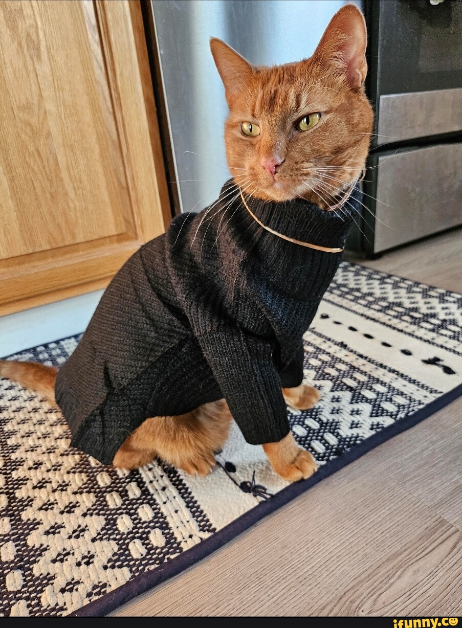 Turtleneck memes. Best Collection of funny Turtleneck pictures on iFunny