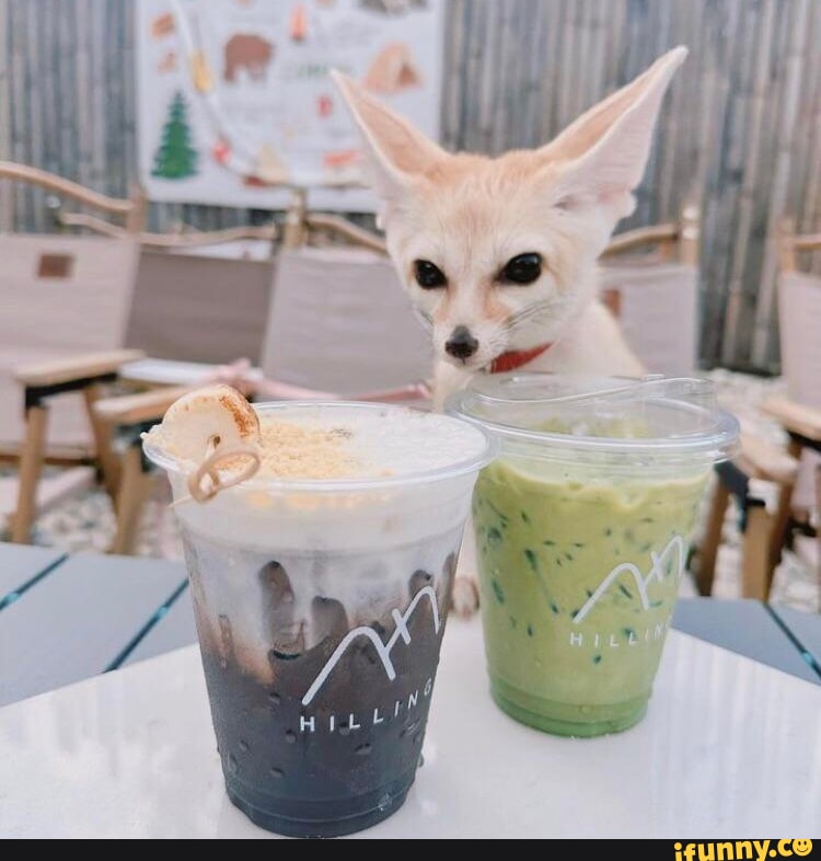 Fennec memes. Best Collection of funny Fennec pictures on iFunny