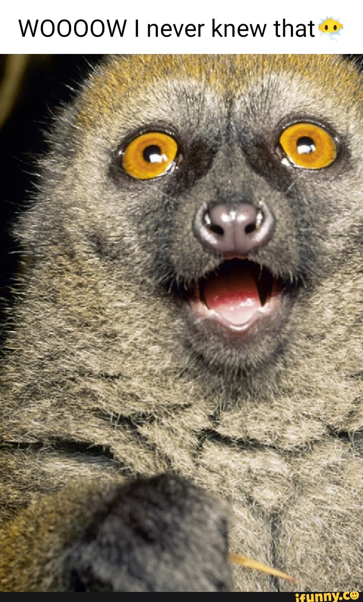 Woooow memes. Best Collection of funny Woooow pictures on iFunny