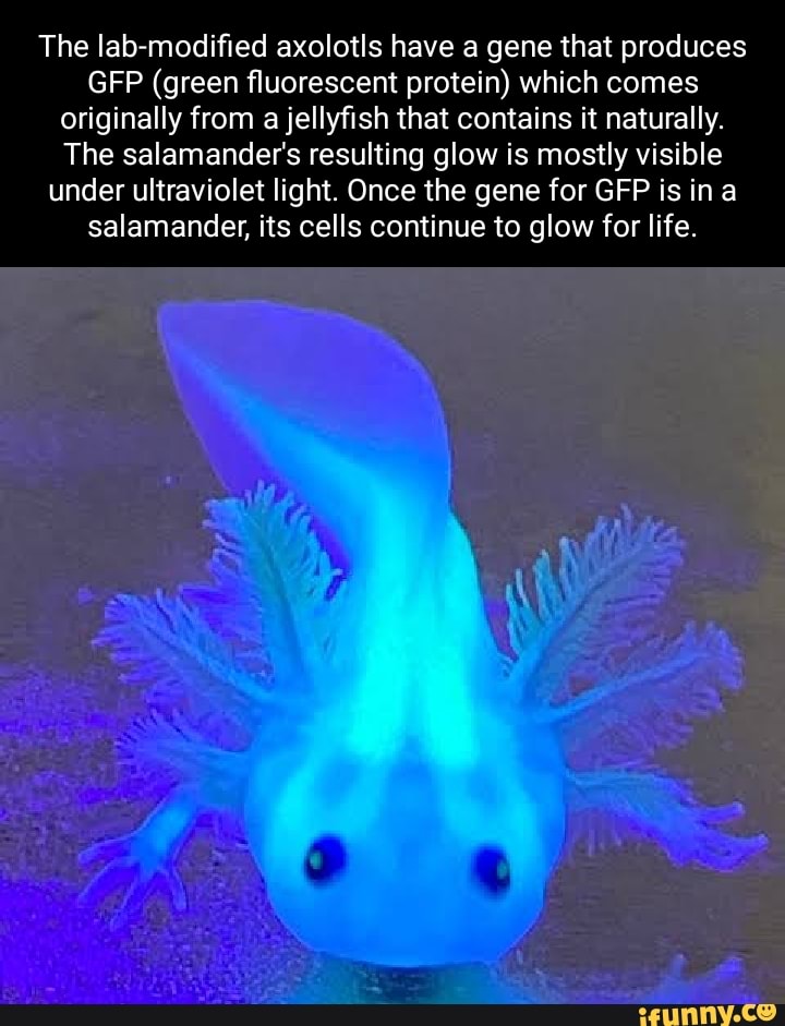 The lab-modified axolotls have a gene that produces GFP (green ...