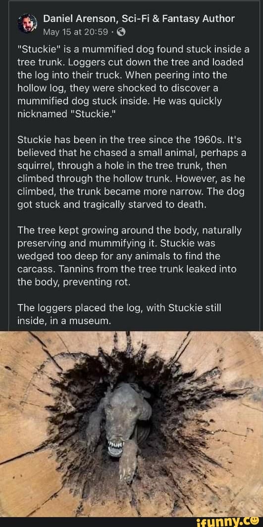 Stuckie memes. Best Collection of funny Stuckie pictures on iFunny