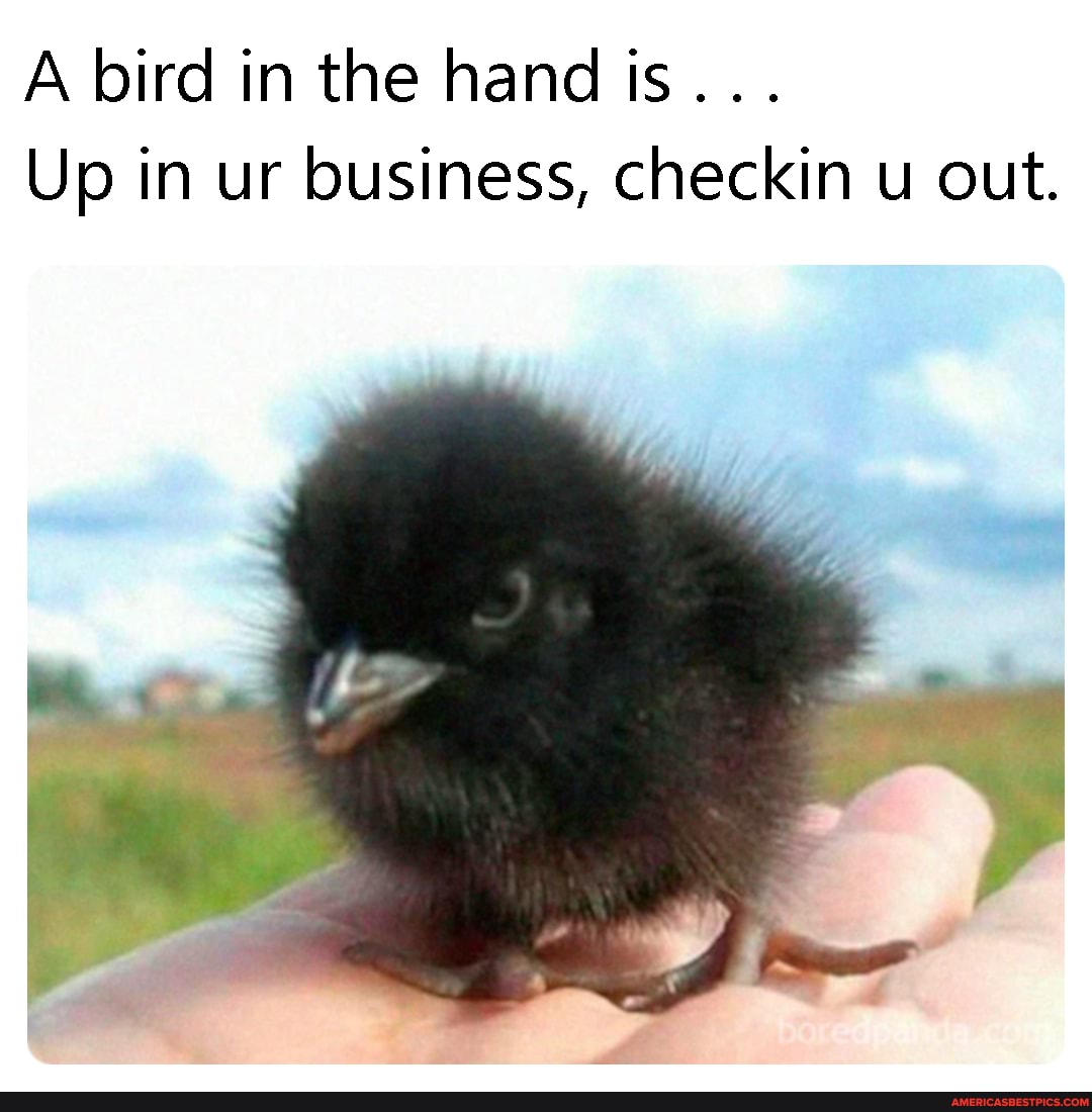A bird in the hand is... Up in ur business, checkin u out. - America’s ...