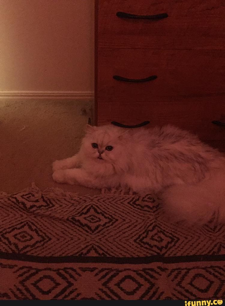 Pancaking memes. Best Collection of funny Pancaking pictures on iFunny