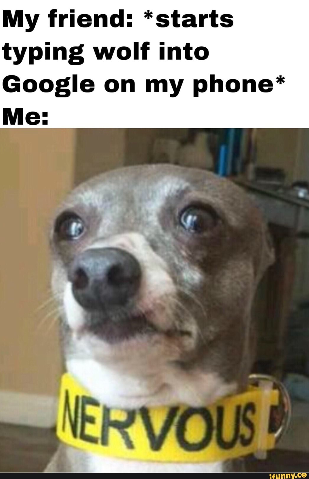 My friend: *starts typing wolf into Google on my phone* - iFunny