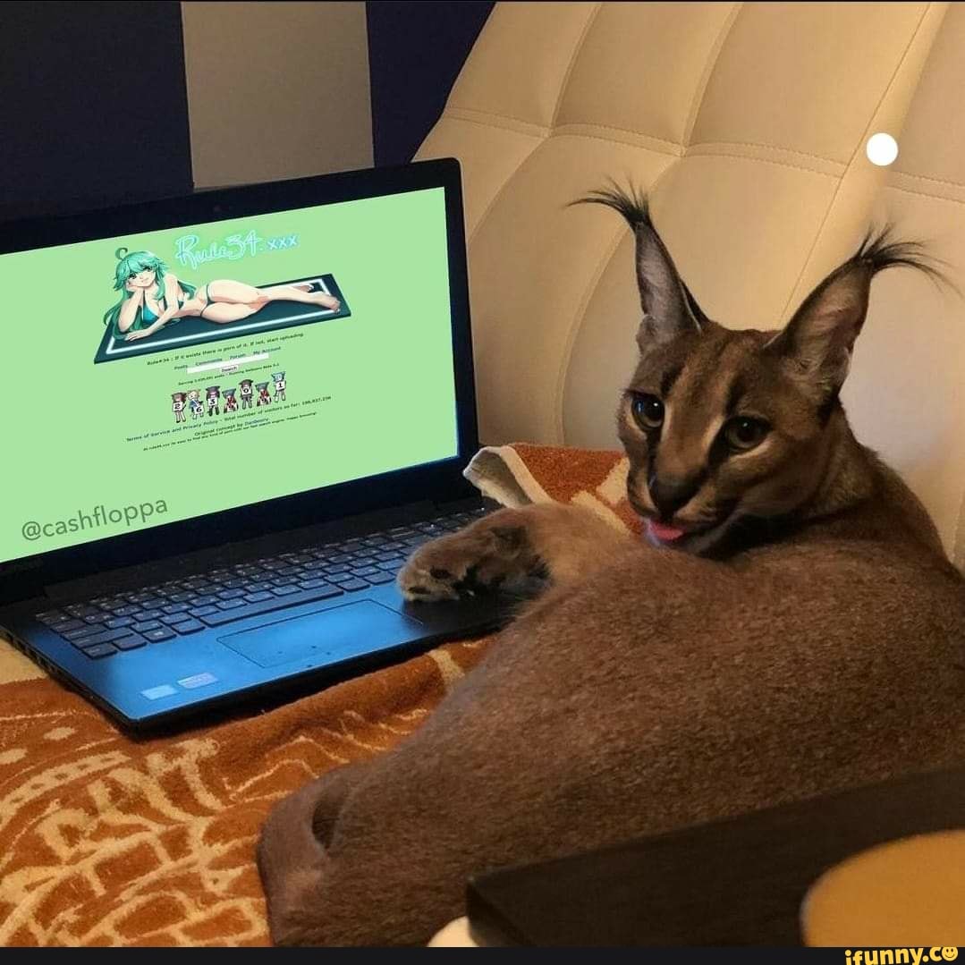 Memecat memes. Best Collection of funny Memecat pictures on iFunny