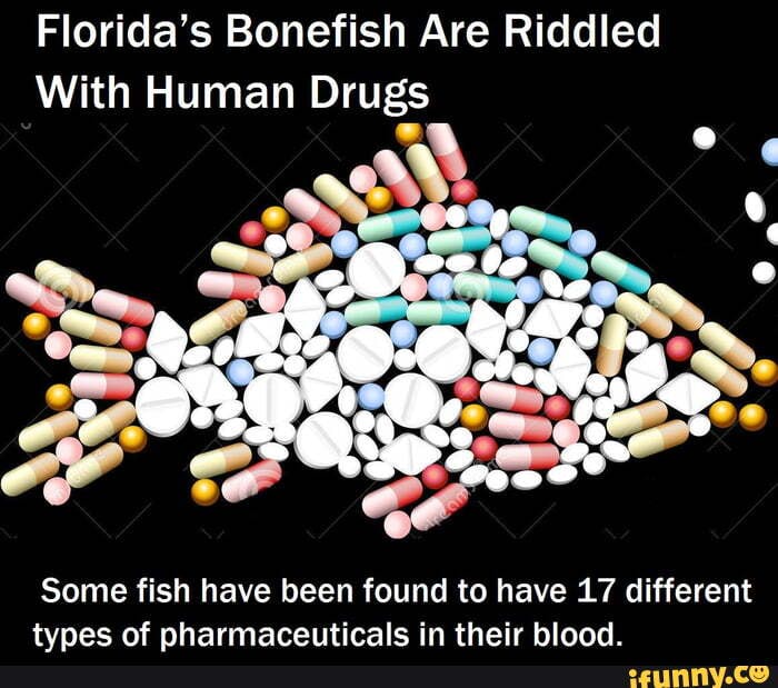 Bonefish memes. Best Collection of funny Bonefish pictures on iFunny