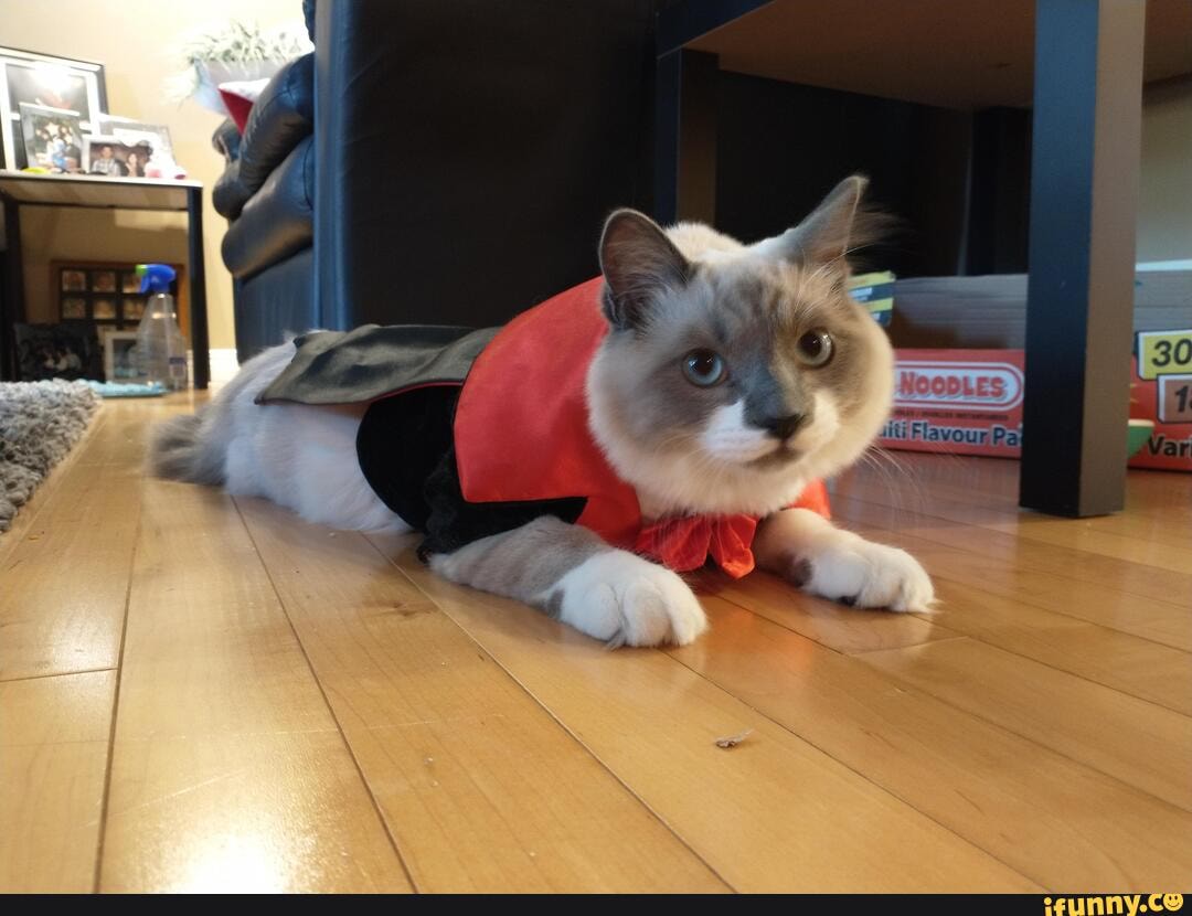 Cats_in_costumes memes. Best Collection of funny Cats_in_costumes ...