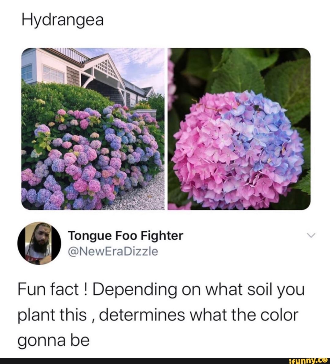 Hydrangea Fun fact Depending on what soil you plant this determines ...