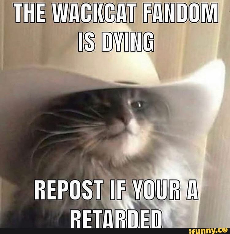 Wackcat memes. Best Collection of funny Wackcat pictures on iFunny