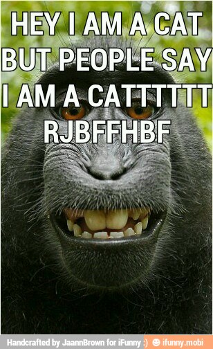 Catttttt memes. Best Collection of funny Catttttt pictures on iFunny