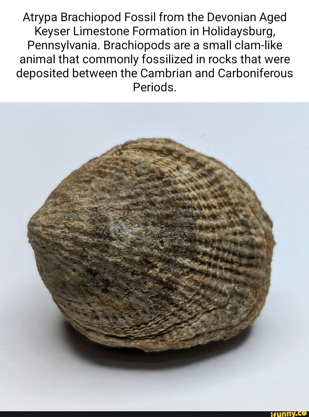 Atrypa Brachiopod Fossil from the Devonian Aged Keyser Limestone ...