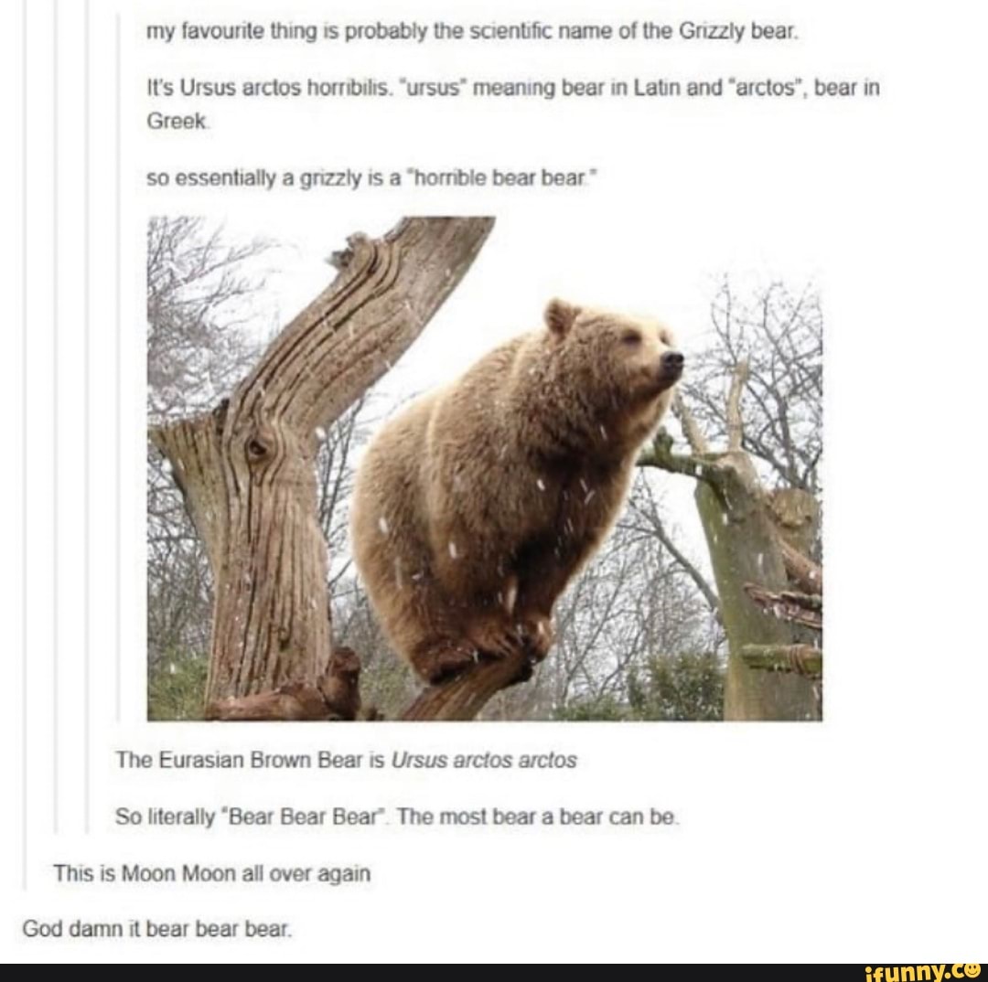 My Favourite Thing Ts Probably The Scientific Name Of The Grizzly Bear my-favourite-thing-ts-probably-the-scientific-name-of-the-grizzly-bear