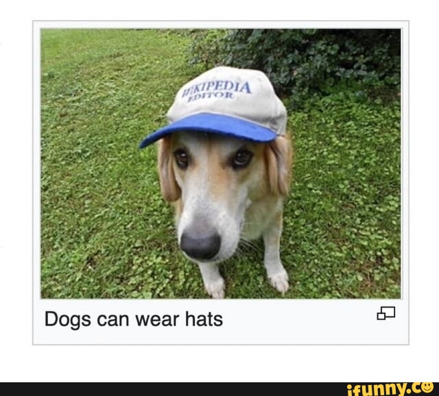 Dogs memes. Best Collection of funny Dogs pictures on iFunny