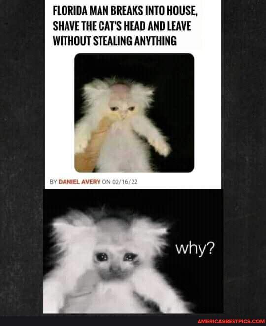 FLORIDA MAN BREAKS INTO HOUSE, SHAVE THE CAT'S HEAD AND LEAVE WITHOUT ...