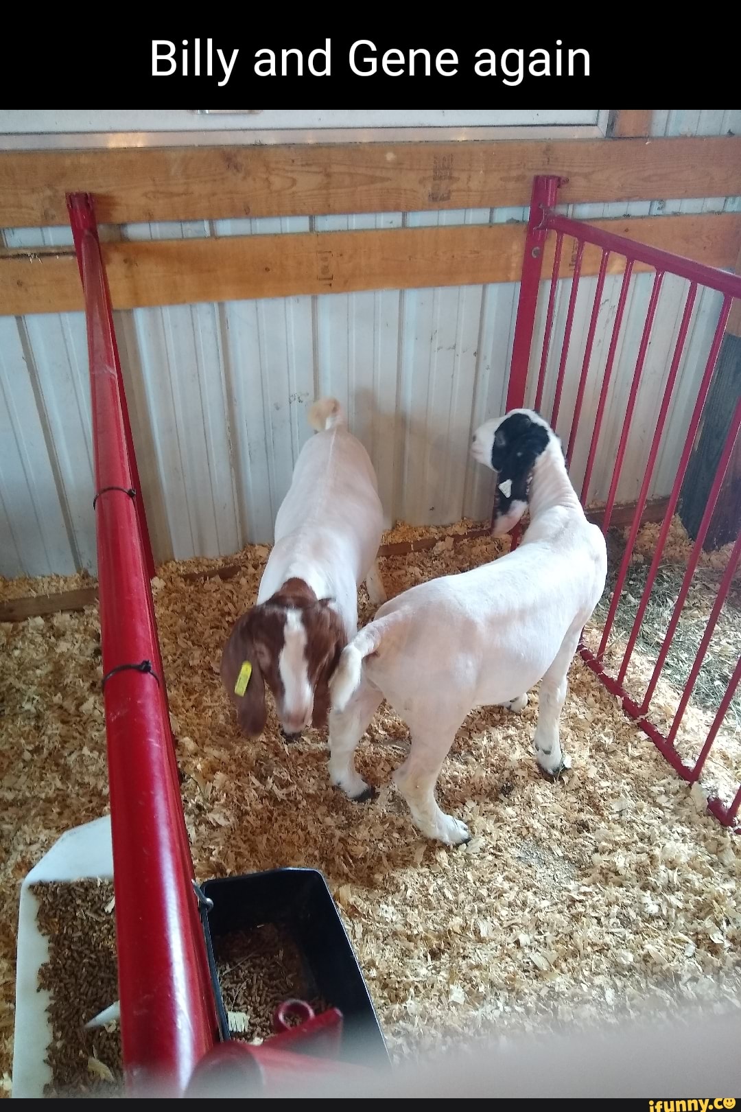 Billy and Gene again - iFunny