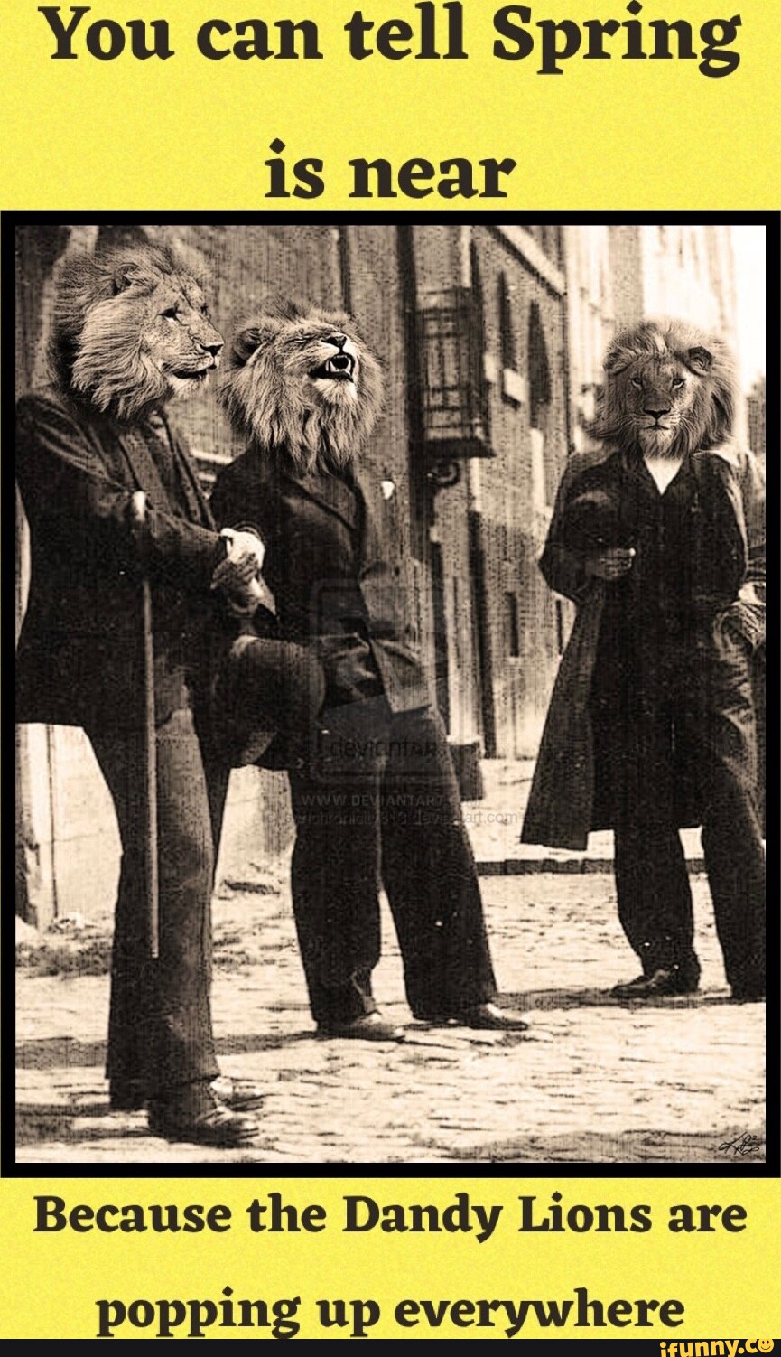 Dandy Lions Memes Dandy Lions Cartoons And Comics Funny Pictures