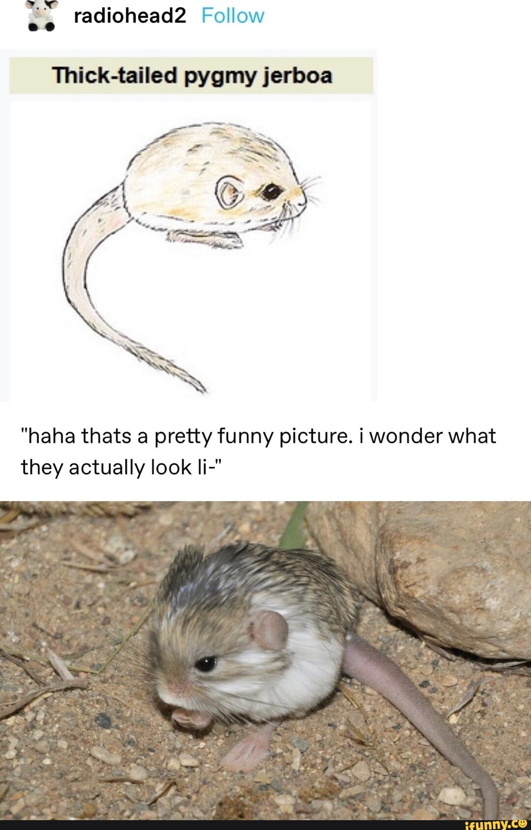 Jerboa memes. Best Collection of funny Jerboa pictures on iFunny