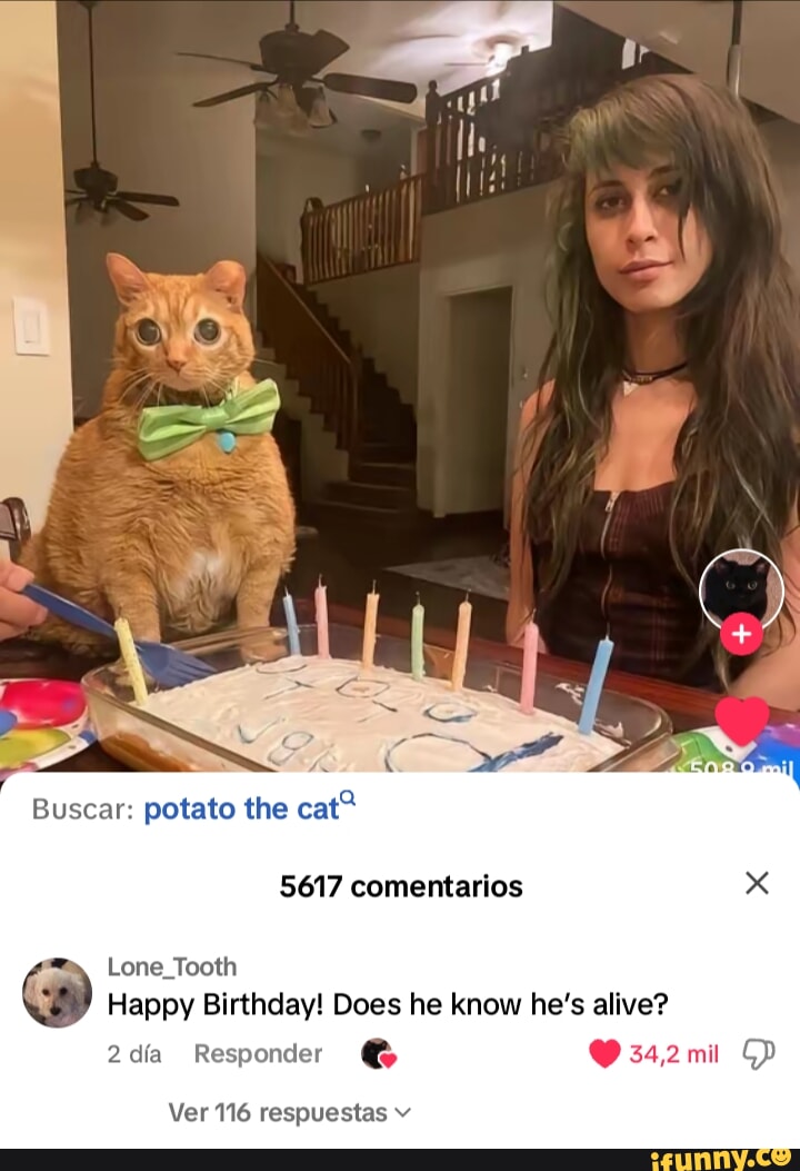 Buscar: potato the cat? 5617 comentarios Lone Tooth Happy Birthday ...