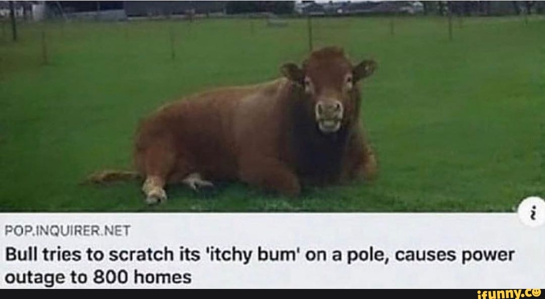 FOP INQUIRER NET Bull tries to scratch its 'itchy bum' on a pole ...
