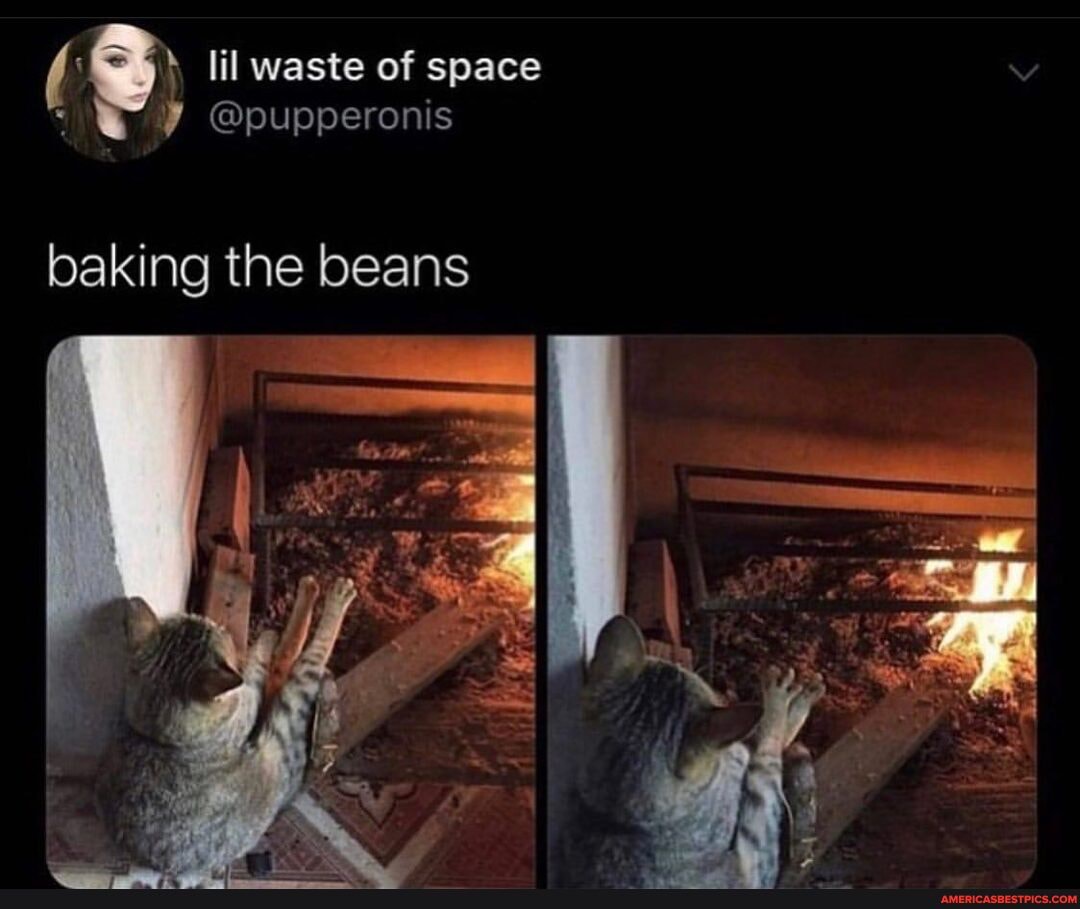 Lil waste of space @pupperonis baking the beans - America’s best pics ...