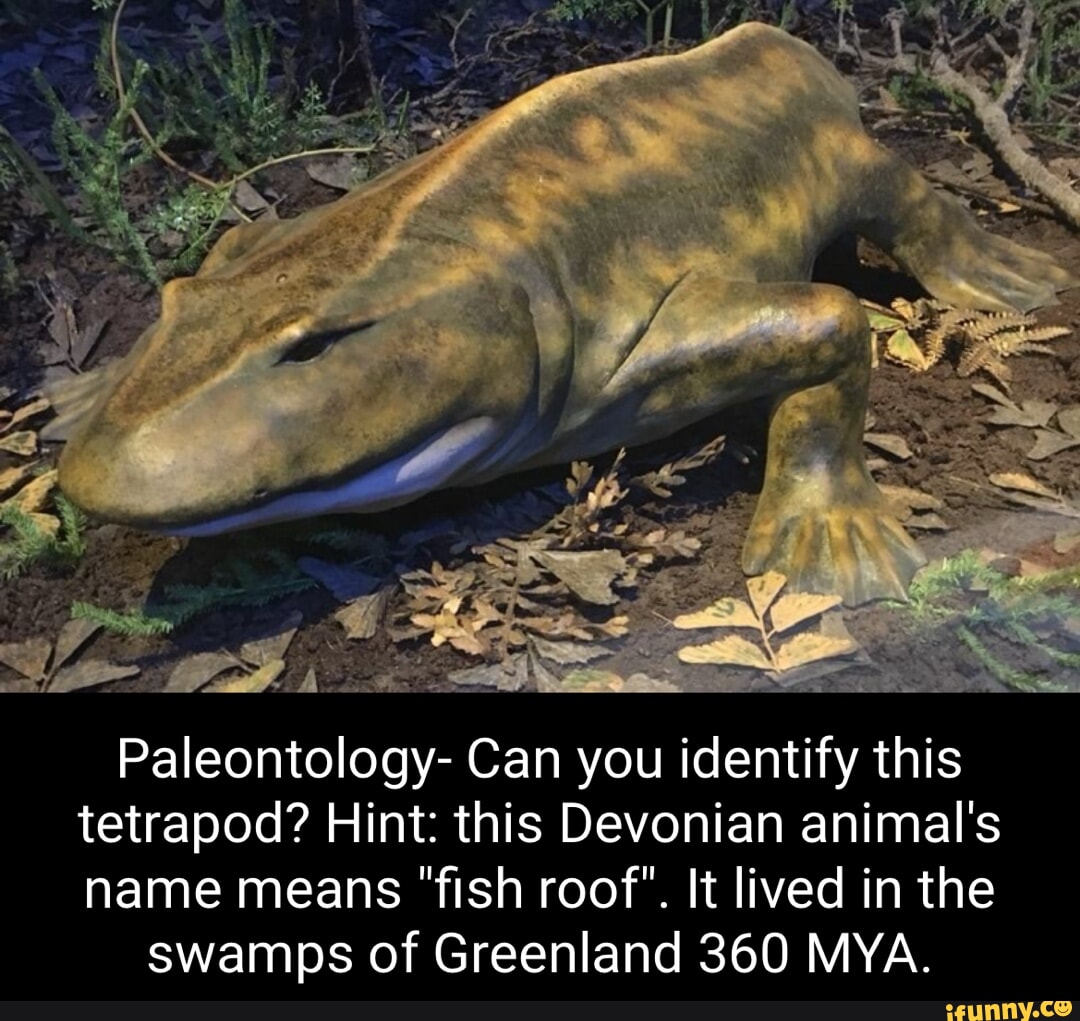 Paleontology- Can you identify this tetrapod? Hint: this Devonian ...