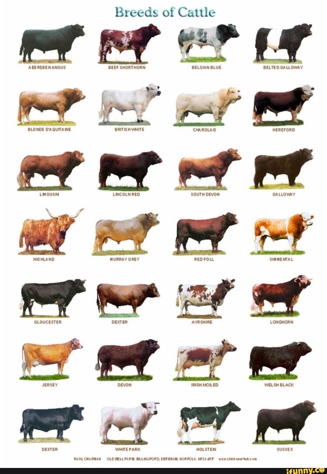 Breeds of Cattle ABERDEEN ANGUS BEEF SHORTHORN BELGIAN BLUE BELTED ...