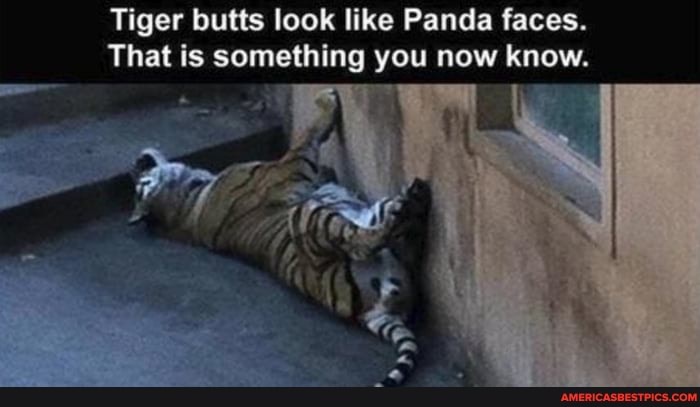 Tiger butts look like Panda faces. That is something you now know ...