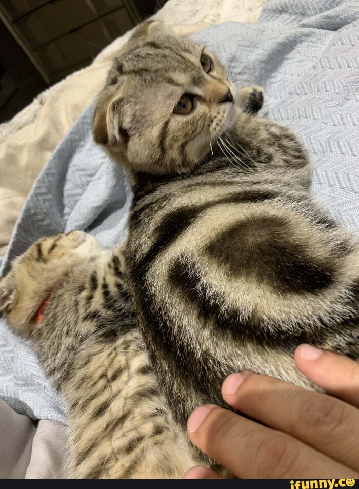 Sleeping_kitten memes. Best Collection of funny Sleeping_kitten ...