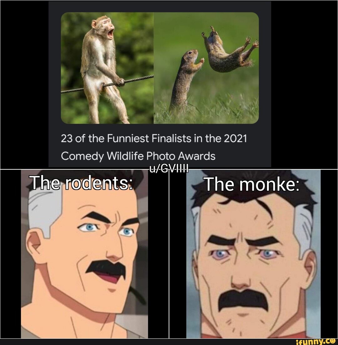 23 of the Funniest Finalists in the 2021 Comedy Wildlife Photo Awards ...