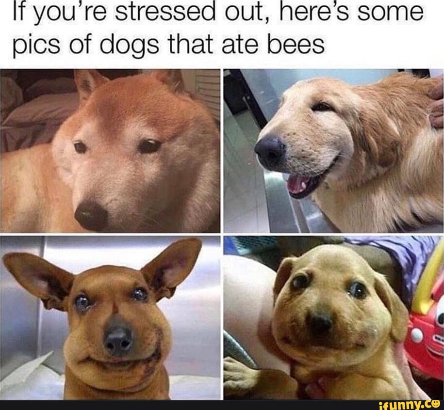You re stressed out, neres some pics of dogs that ate bees - iFunny