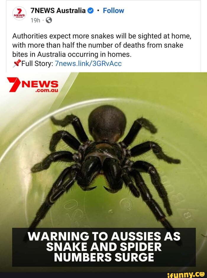 Sydney_funnel_web_spider memes. Best Collection of funny Sydney_funnel ...