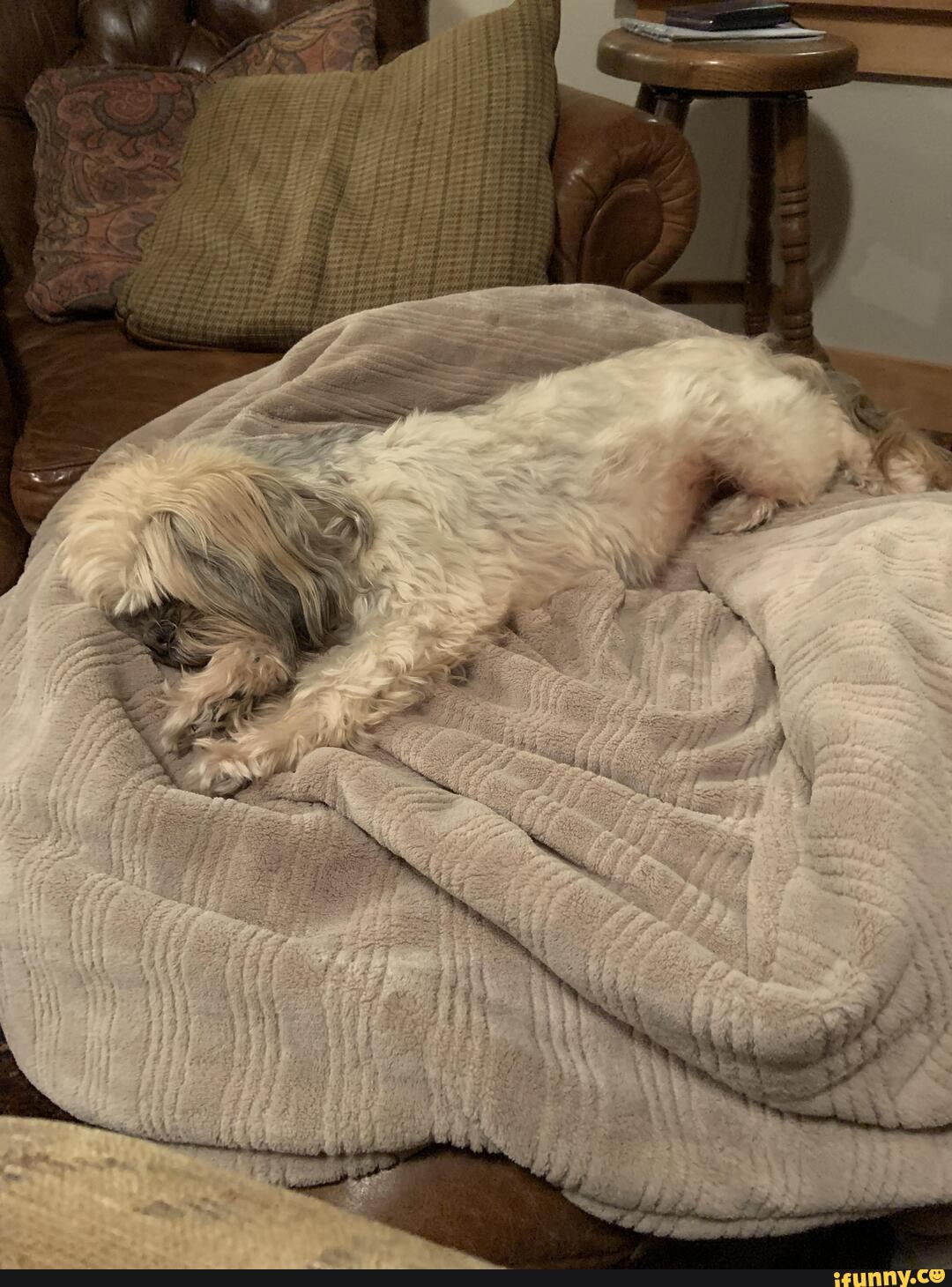 Tagalong memes. Best Collection of funny Tagalong pictures on iFunny