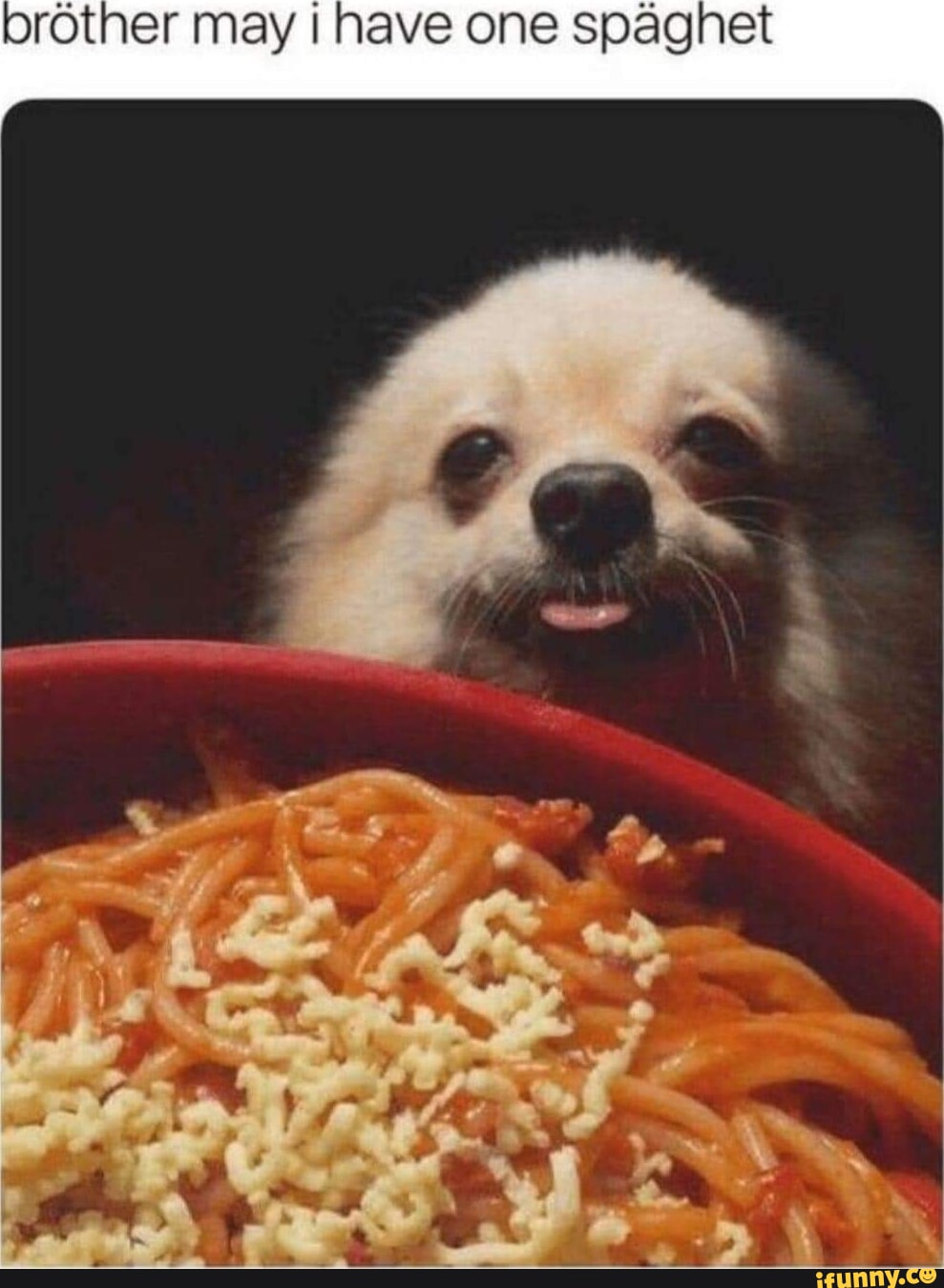 Spaghet memes. Best Collection of funny Spaghet pictures on iFunny