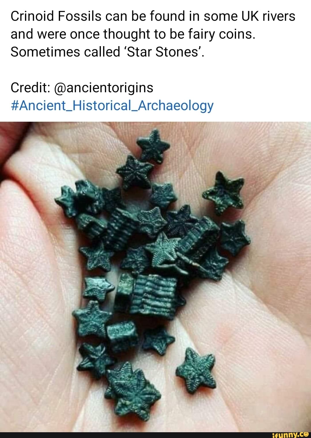 Crinoid Fossils can be found in some UK rivers and were once thought to ...