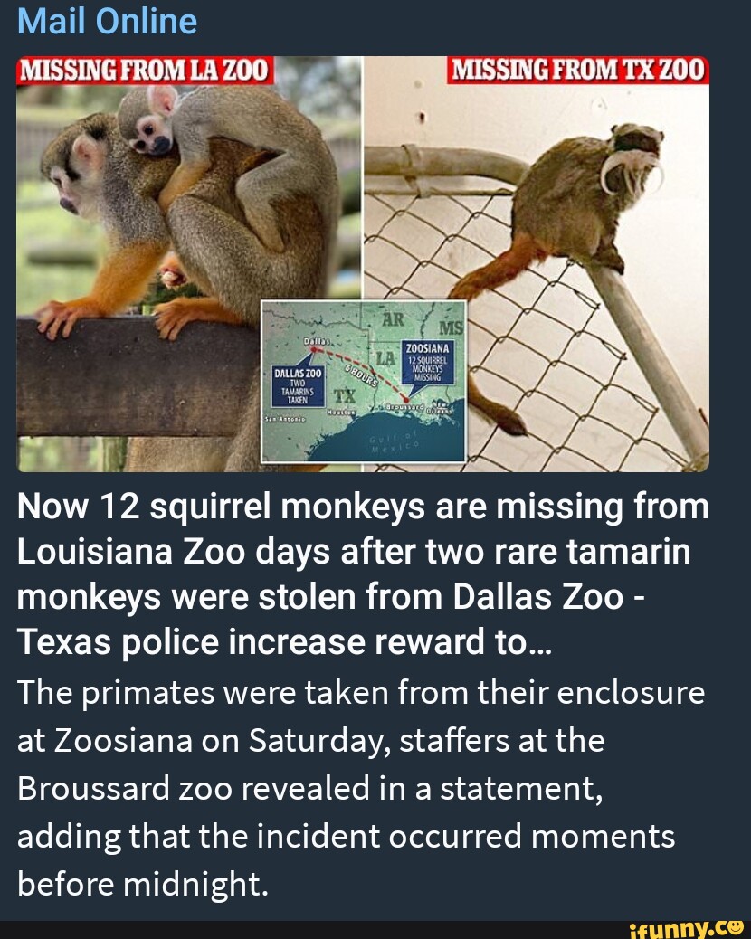 Tamarin memes. Best Collection of funny Tamarin pictures on iFunny