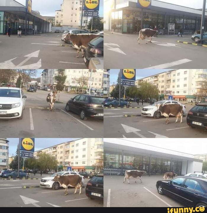 Lidl memes. Best Collection of funny Lidl pictures on iFunny