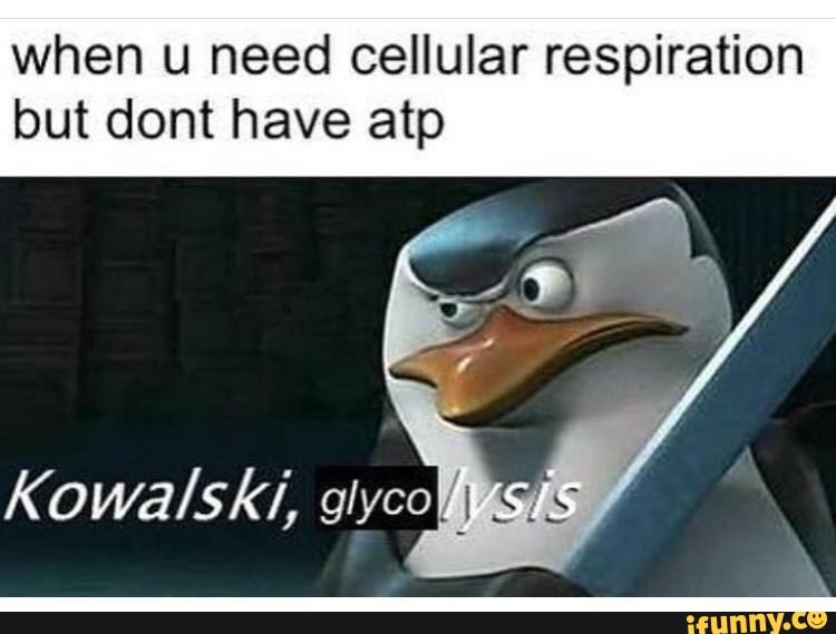 Cellular Respiration Funny