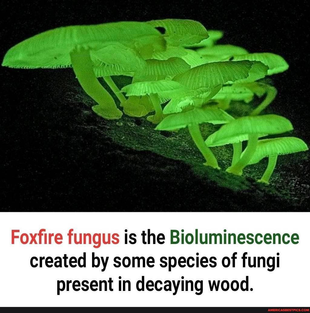 NS Foxfire fungus is the Bioluminescence created by some species of ...