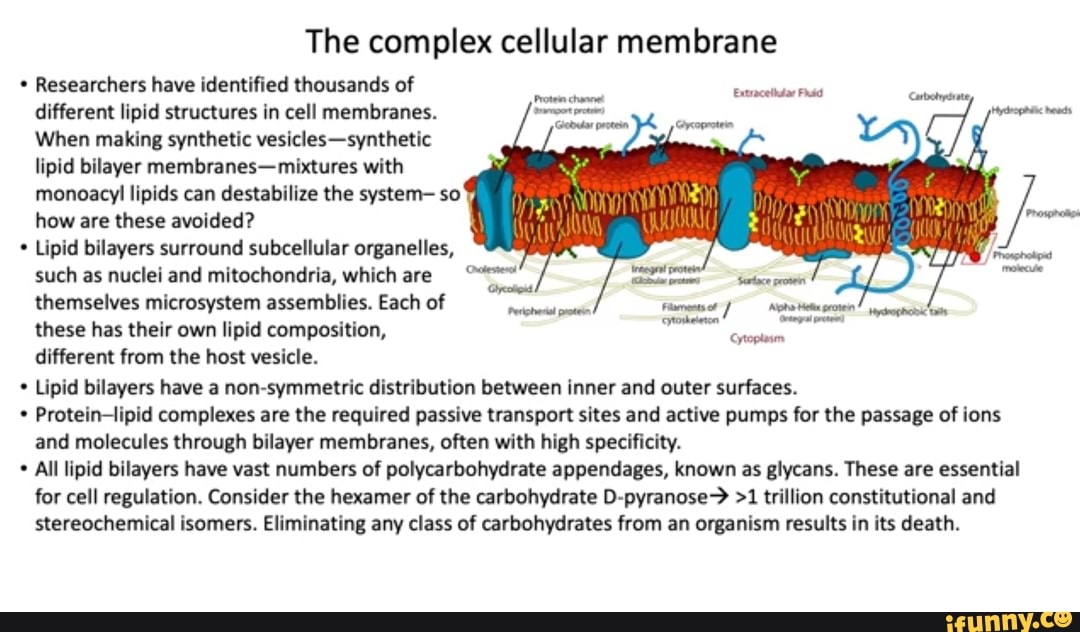 Bilayer memes. Best Collection of funny Bilayer pictures on iFunny