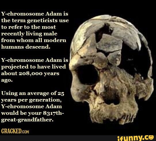 Y Chromosome Adam
