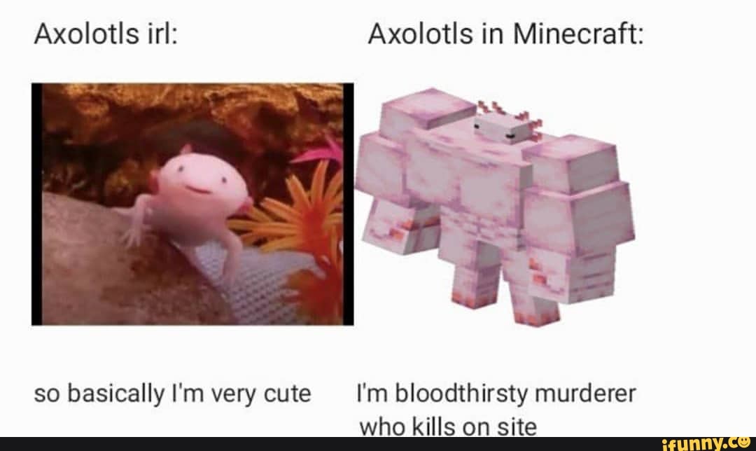 Axolotls irl: Axolotls in Minecraft: so basically I'm very cute I'm ...