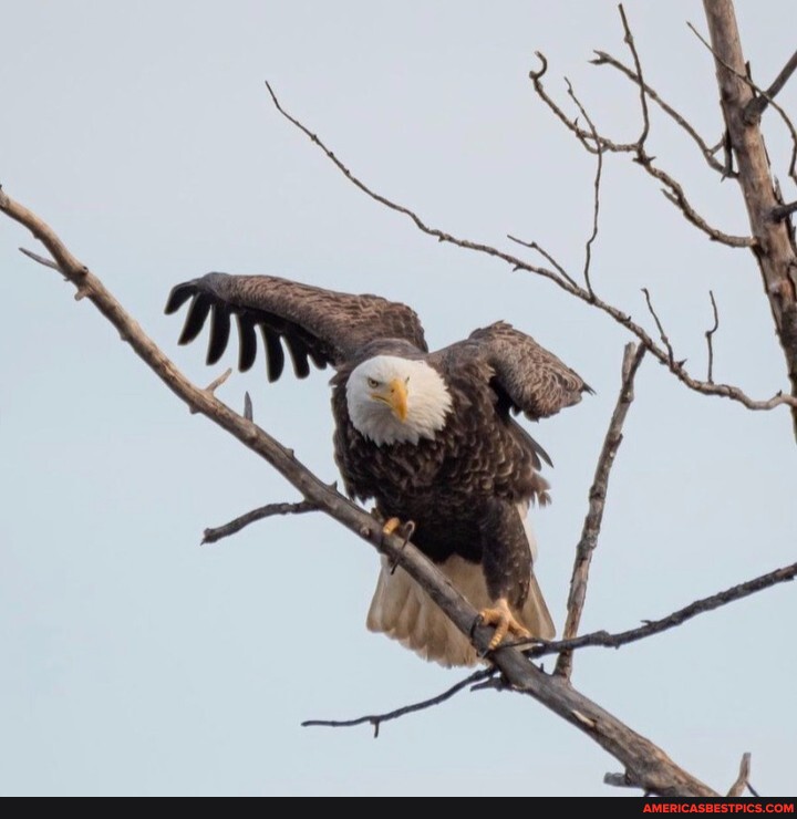 Bald eagle spotted in La Crosse. Have you ever spotted this majestic ...