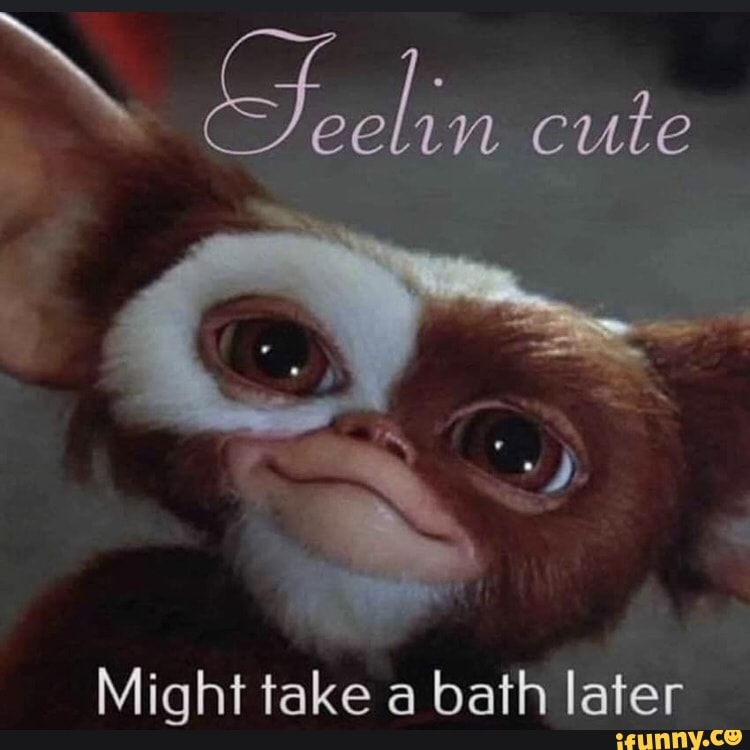#gremlins #feelingcute #1980s #funnymeme #memes #meme #funnymeme # ...