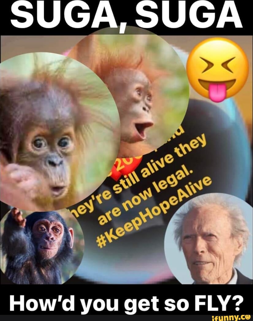 Suga memes. Best Collection of funny Suga pictures on iFunny