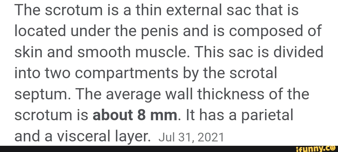The scrotum is a thin external sac that is located under the penis and ...