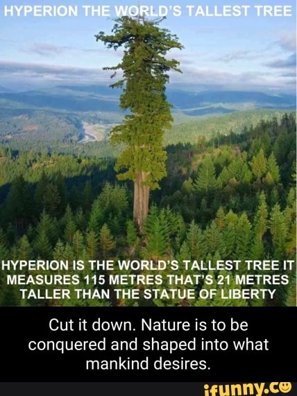 HYPERION THE WORLD'S TALLEST TREE HYPERION IS THE WORLD'S TALLEST TREE IT MEASURES 115 METRES ...